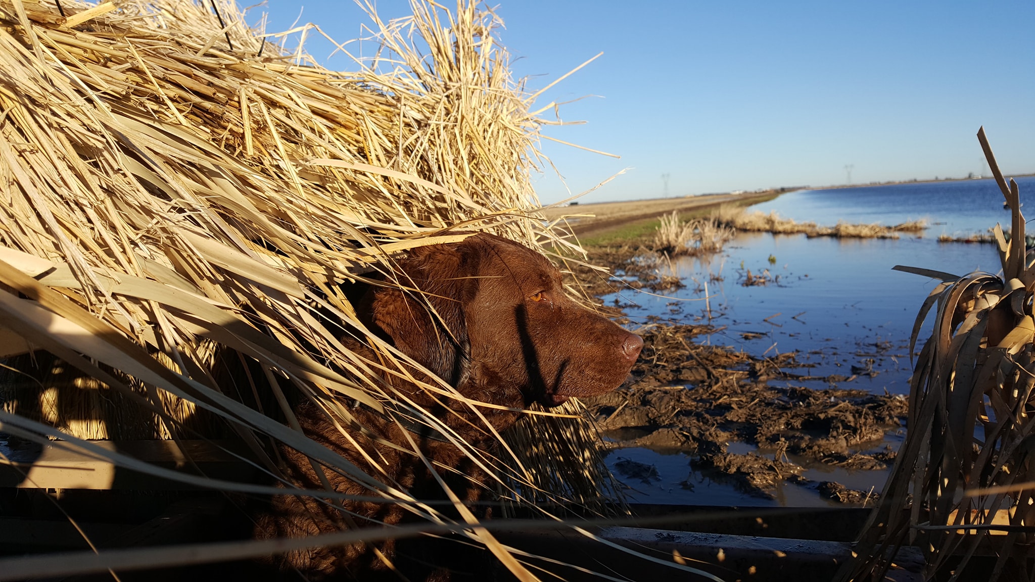 Advanced Hunting Dog Training Program for Retrievers