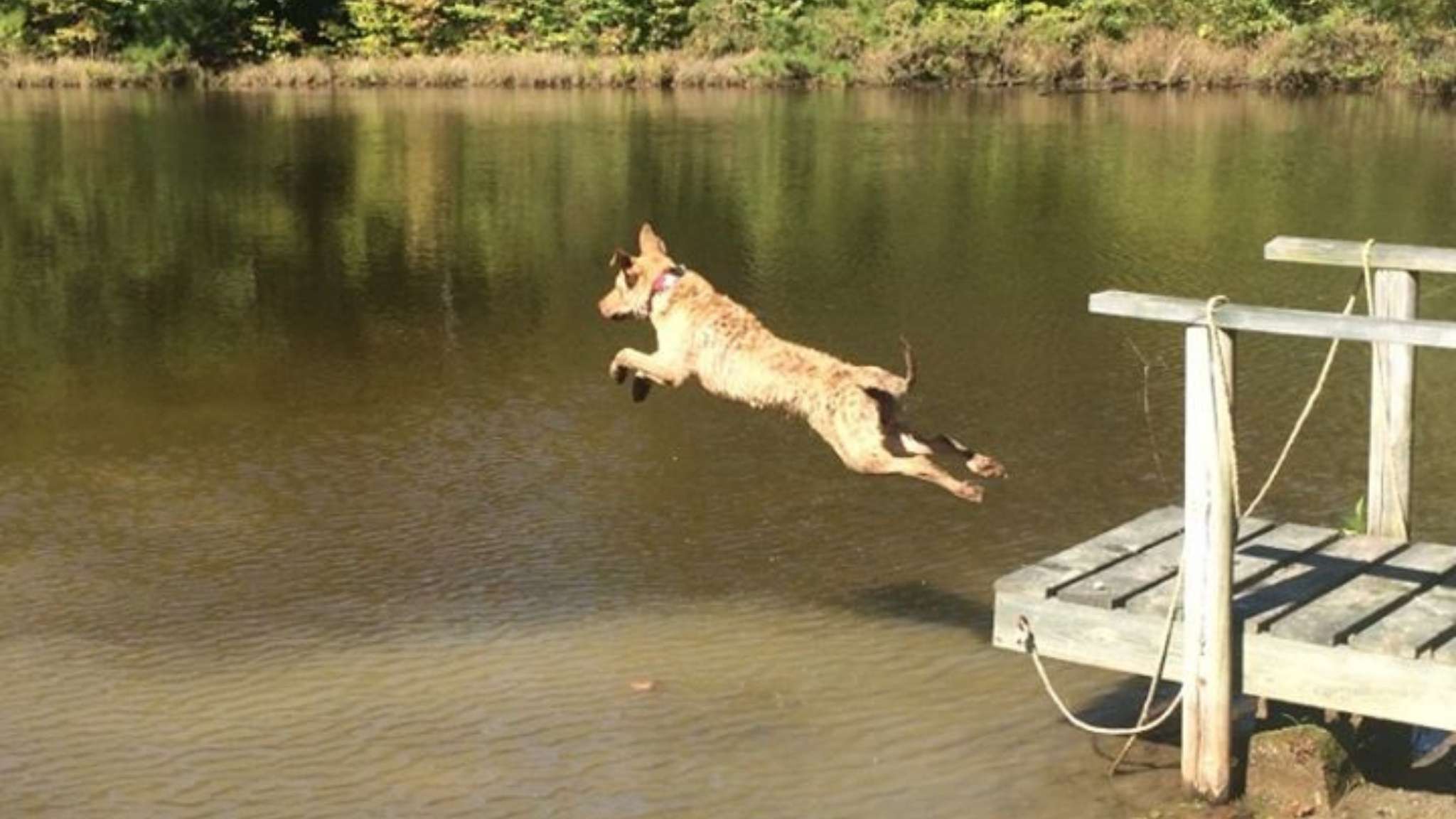 Hunting Dog Preparation Course for AKC & HRC Tests